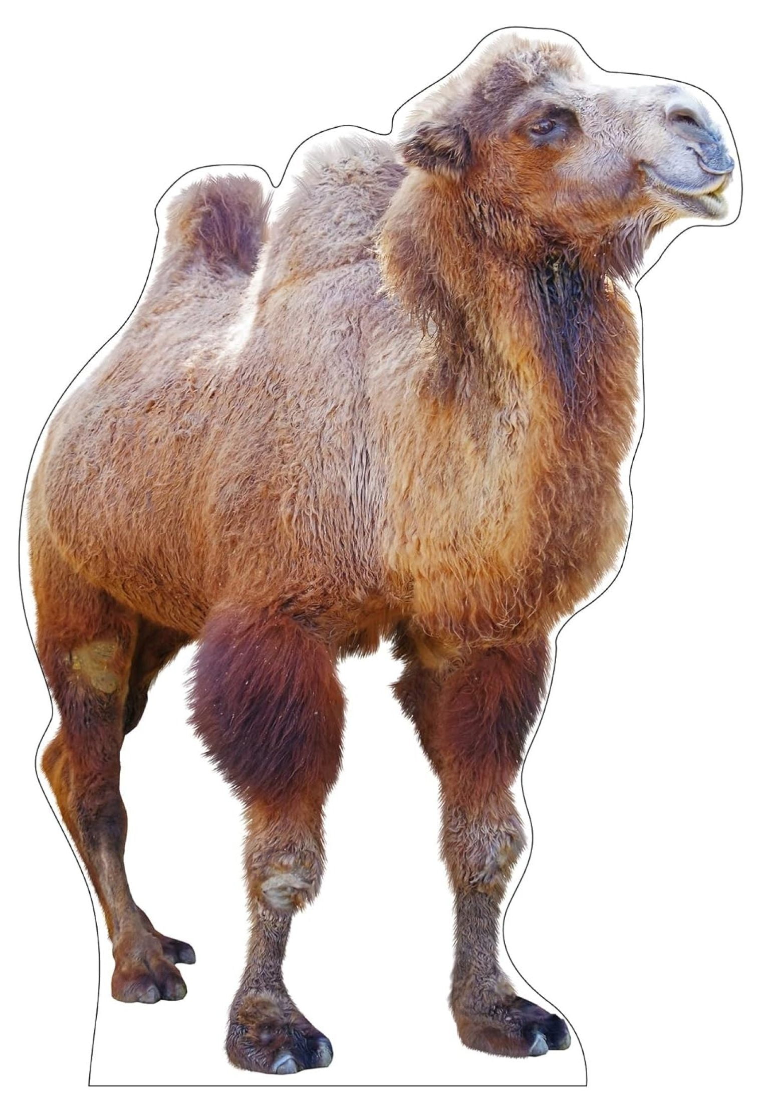 Life Size Cardboard Cutout Standup | Waterproof | Animals - Camel ...
