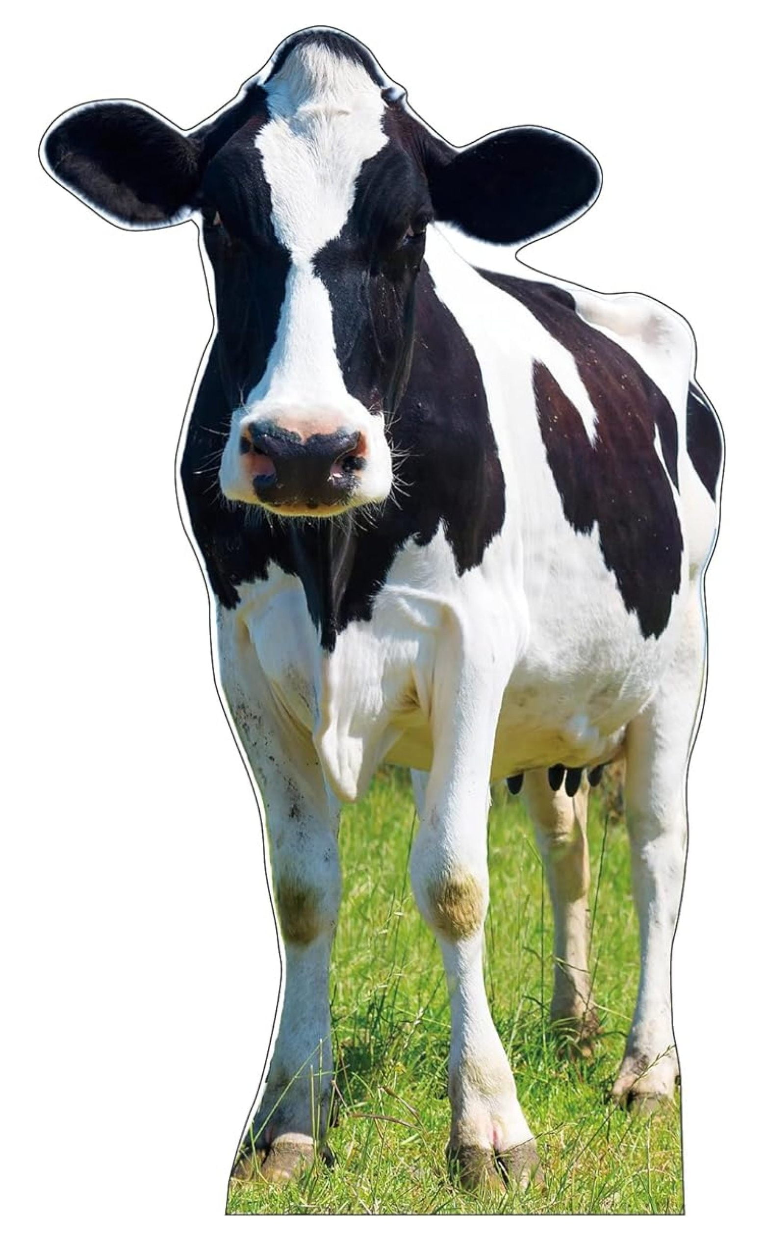Life Size Cardboard Cutout Standup | Waterproof | Animals - Cow ...