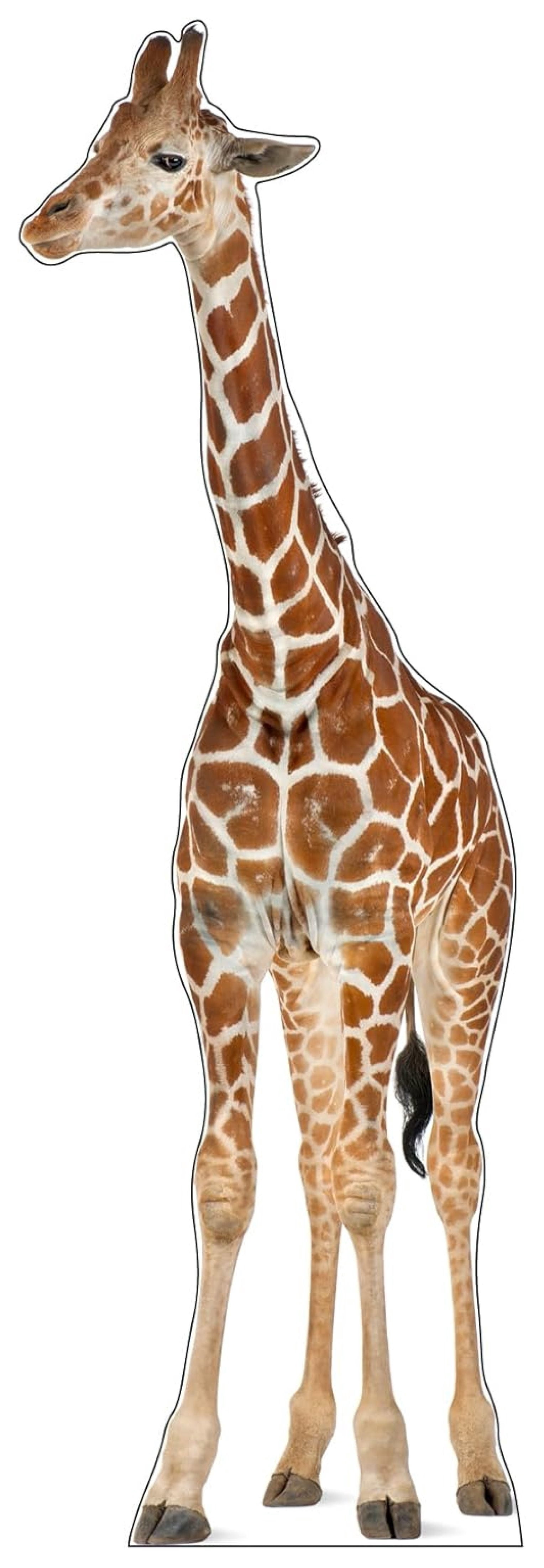 Life Size Cardboard Cutout Standup | Waterproof | Animals - Giraffe ...