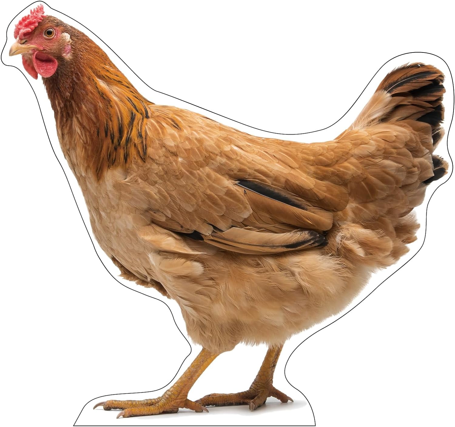 Life Size Cardboard Cutout Standup | Waterproof | Animals - Hen ...