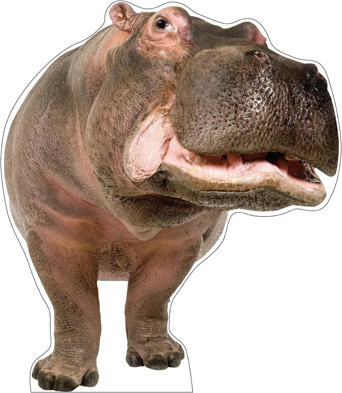 Life Size Cardboard Cutout Standup | Waterproof | Animals - Hippo ...