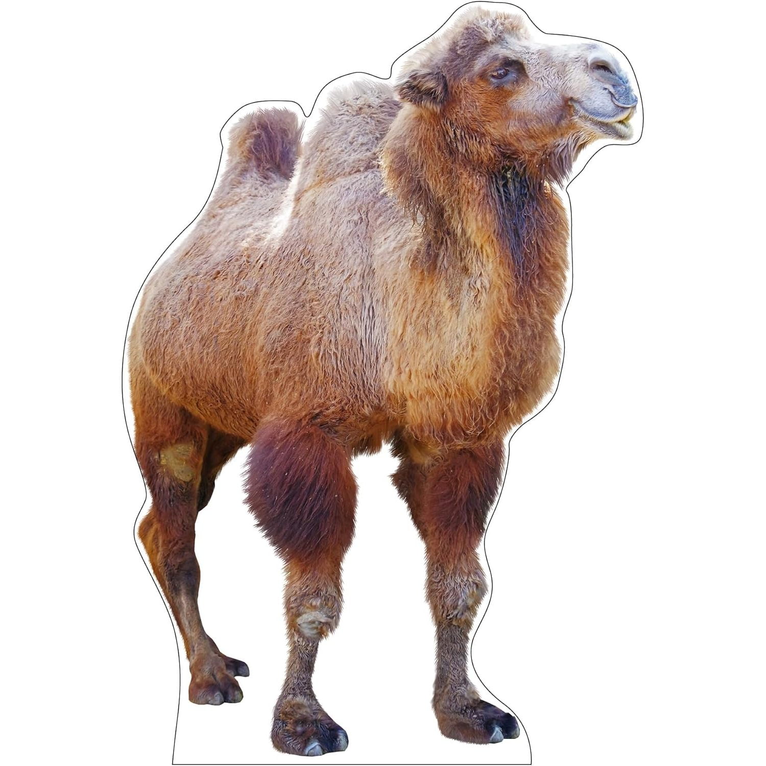 Life Size Cardboard Cutout Standup | Waterproof | Animals - Horse ...