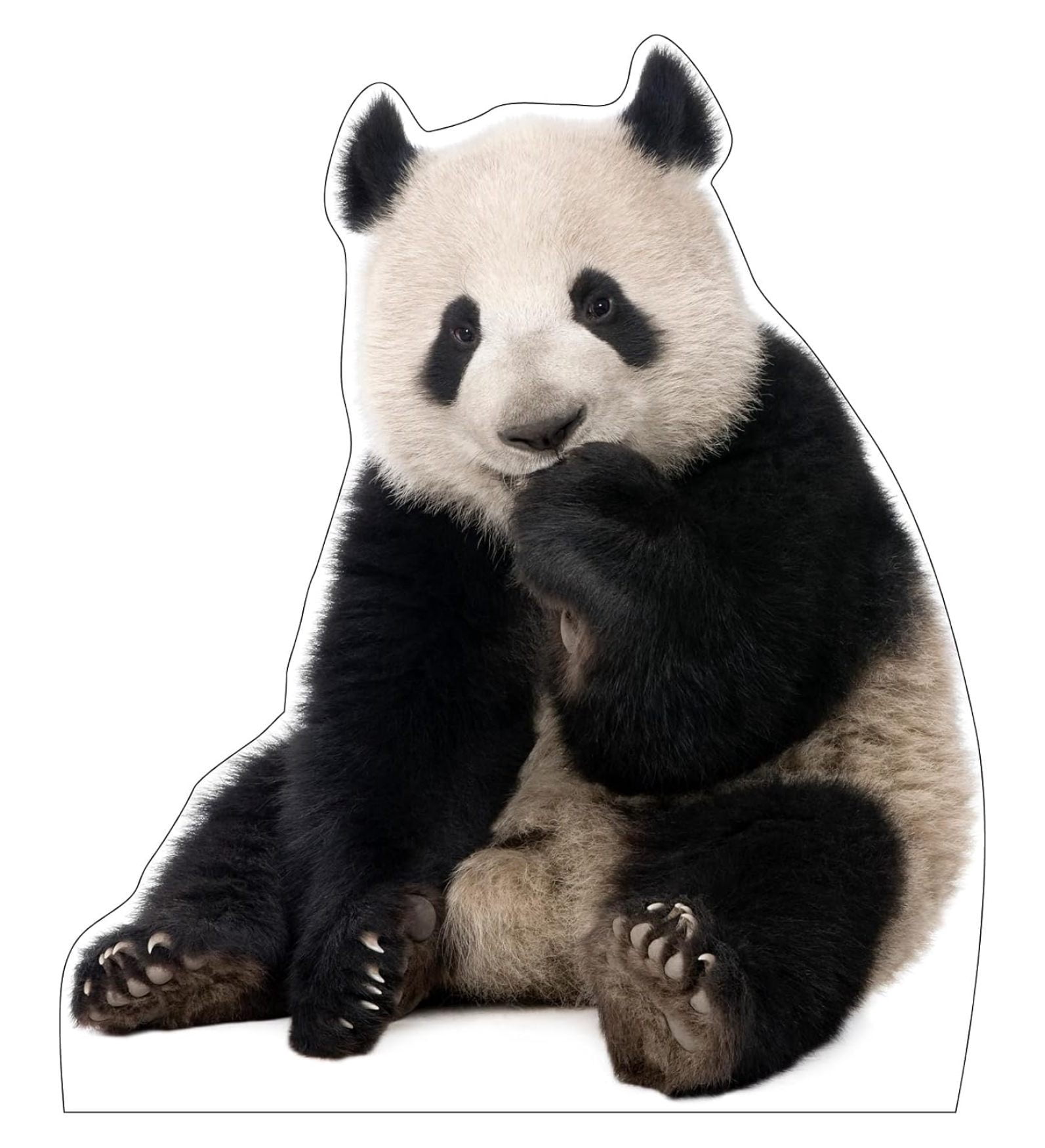 Life Size Cardboard Cutout Standup | Waterproof | Animals - Pandar ...