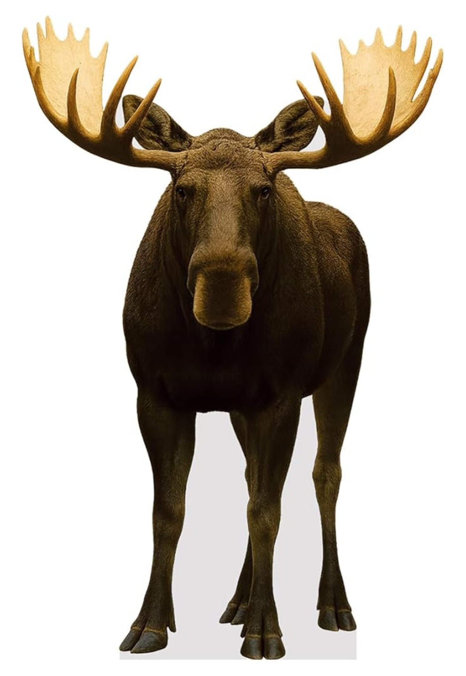Life Size Cardboard Cutout Standup | Waterproof | Animals - lifesize ...