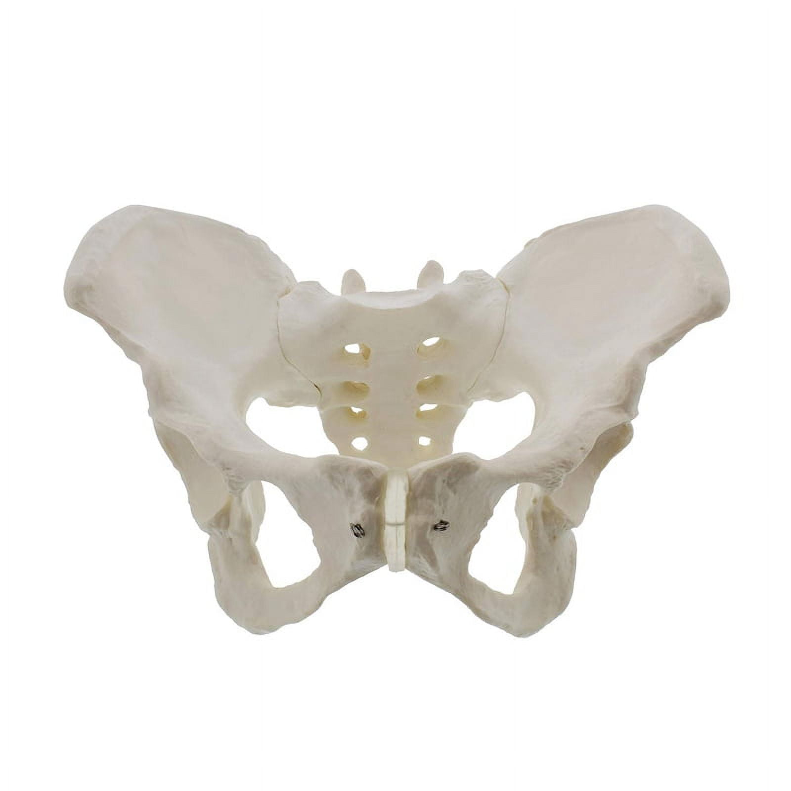 Trjgtas Life Size Female Pelvis Model, Hip Model - Female Anatomy Model ...