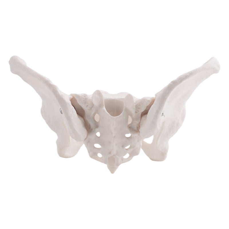Life Size Female Pelvis Model, Hip Model - Anatomy Bone Pelvic ...