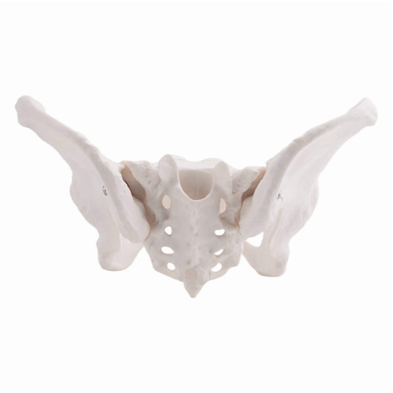 Life Size Female Pelvis Model, Hip Model - Anatomy Bone Pelvic ...