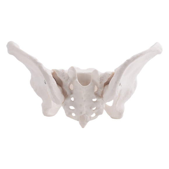 Female Pelvic Anatomy Bones