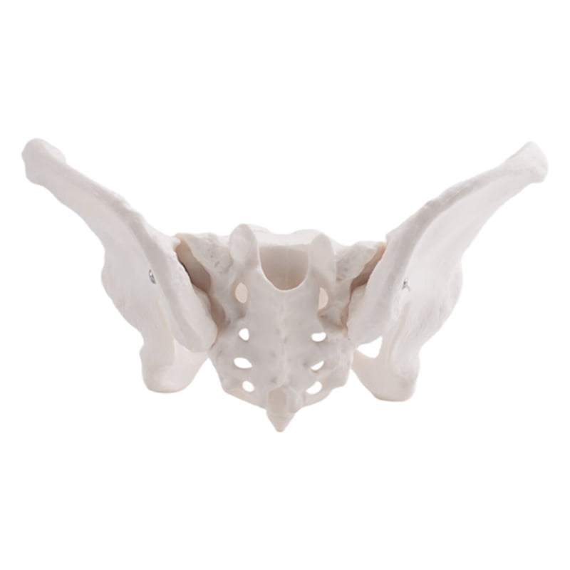 Life Size Female Pelvis Model, Hip Model - Female Anatomy Model, Hip ...