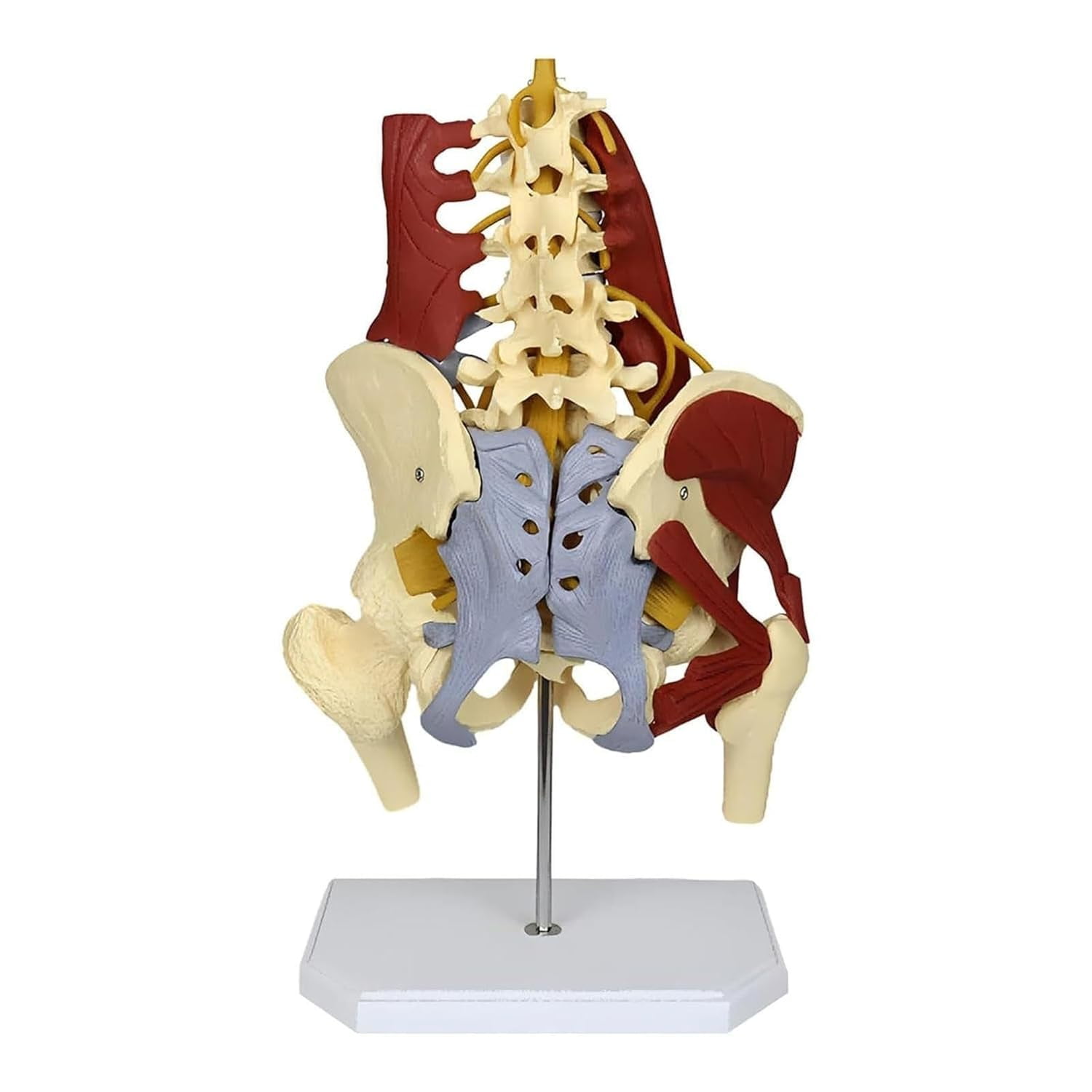 Life-Size Female Pelvis Model with Removable Organs and Removable ...