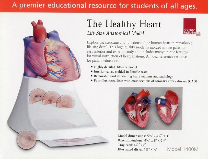 Life Size Healthy Heart Model (General merchandise) - Walmart.com