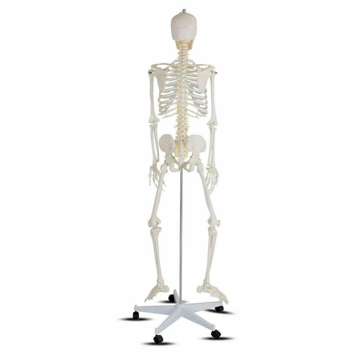 Life Size Human Anatomical Anatomy Skeleton Medical Model, Stand New ...