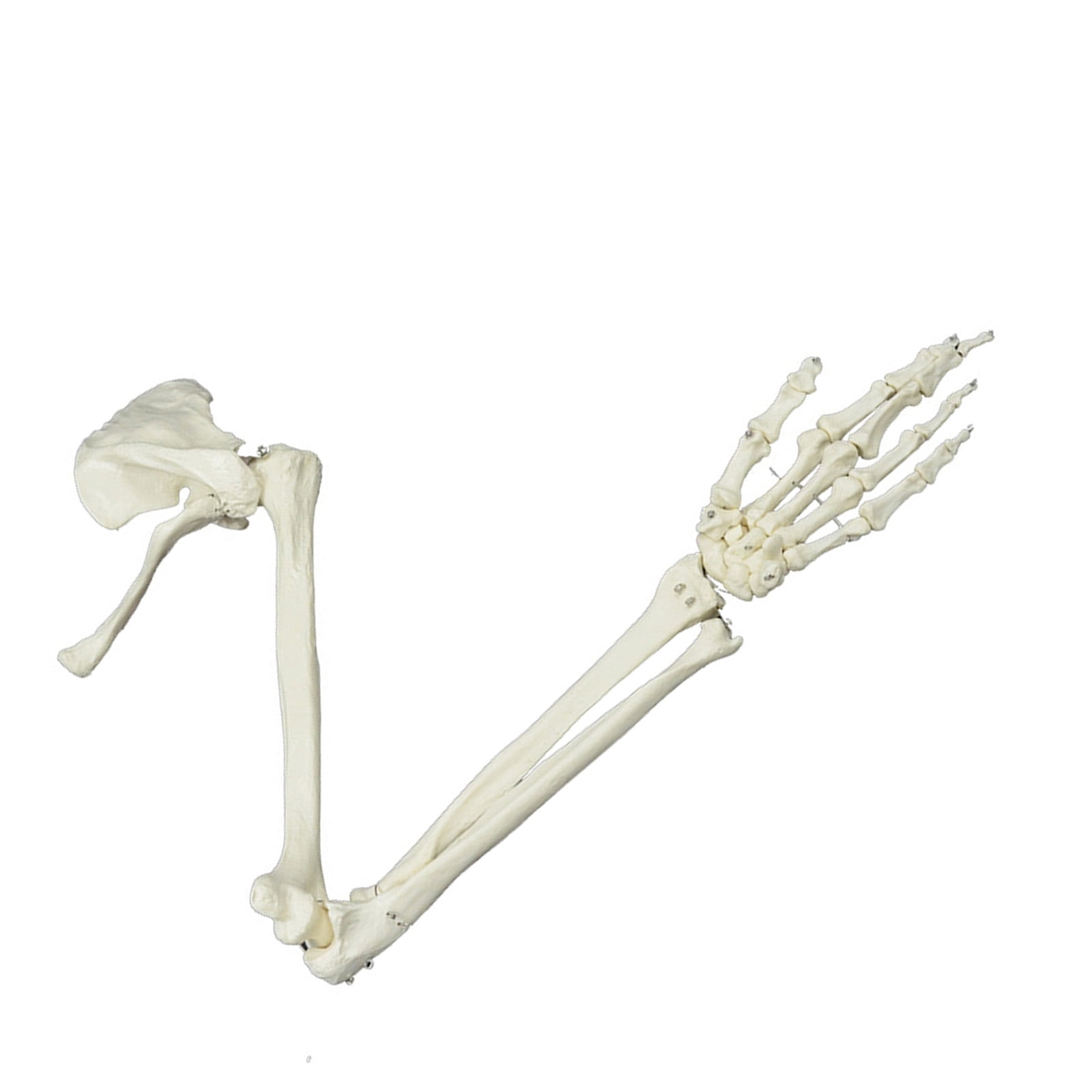 Life Size Human Arm Skeleton Model for Anatomical Study, Anatomical ...