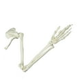 Life Size Human Arm Skeleton Model for Anatomical Study, Anatomical ...