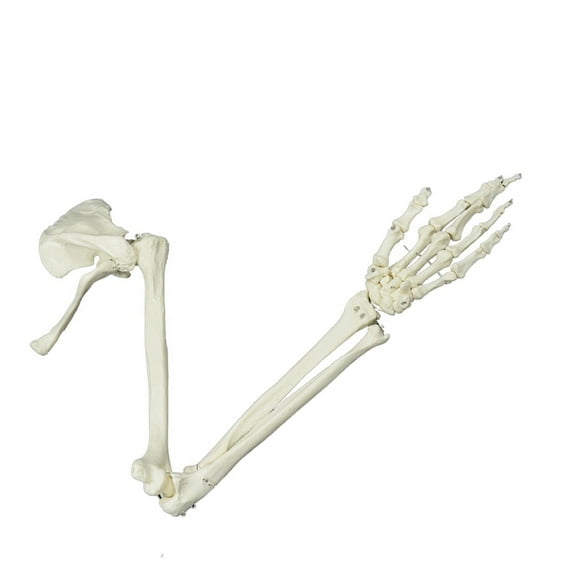 Life Size Human Arm Skeleton Model for Anatomical Study, Anatomical ...