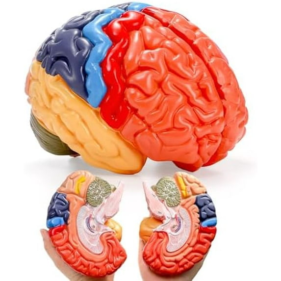 Life-Size Human Brain Anatomical Model, Color-Coded Partitioned Brain ...