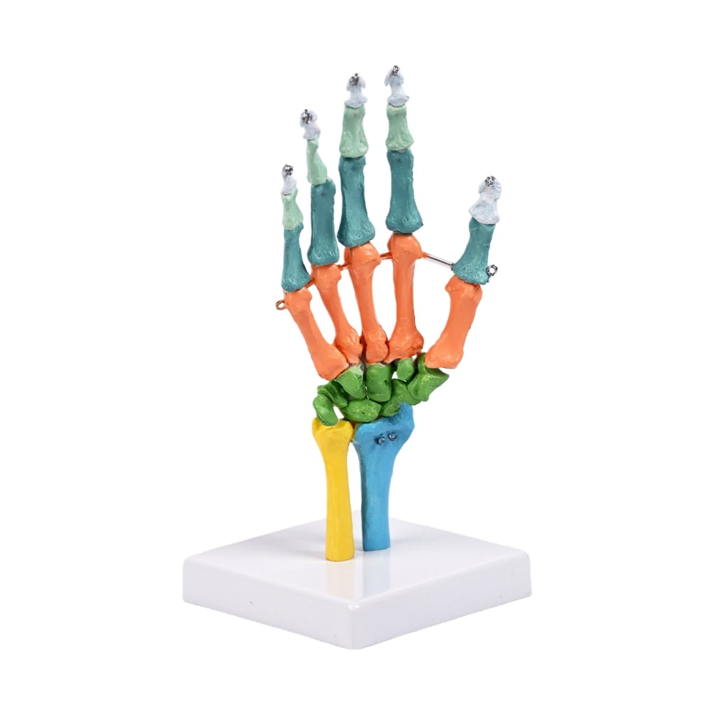 Life Size Human Hand Bone Skeleton Anatomy Model With Movable Joints ...