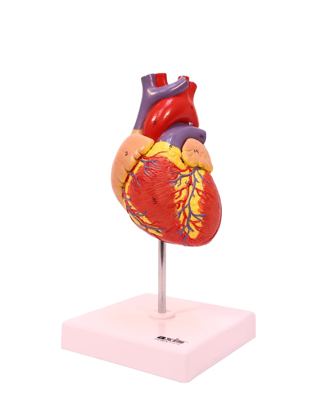 Life-Size Human Heart Model, 2-Part Magnetic Design with 34 Clearly ...