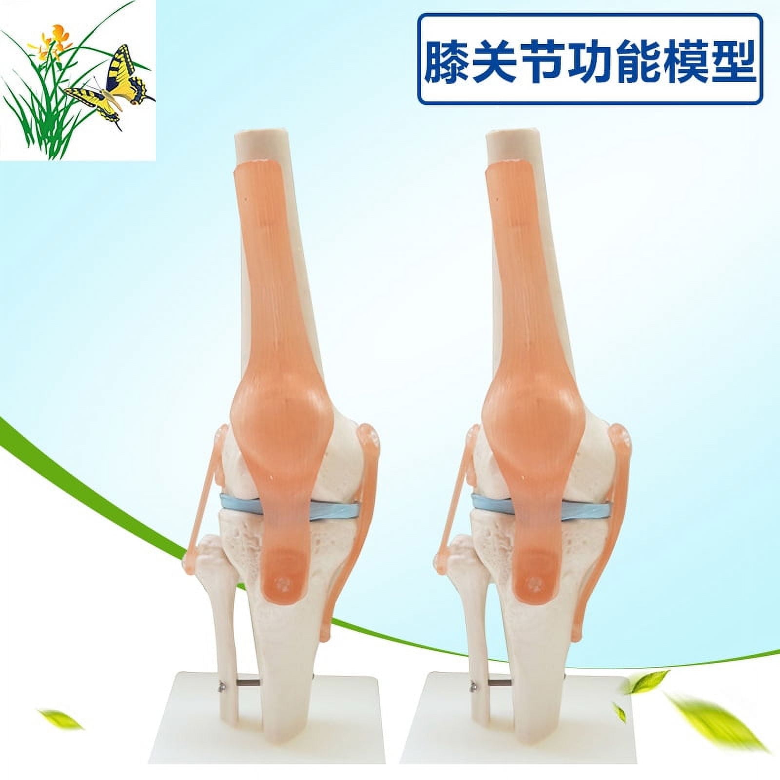 Life Size Human Knee Joint Model for Skeleton Anatomy Study Teach with ...