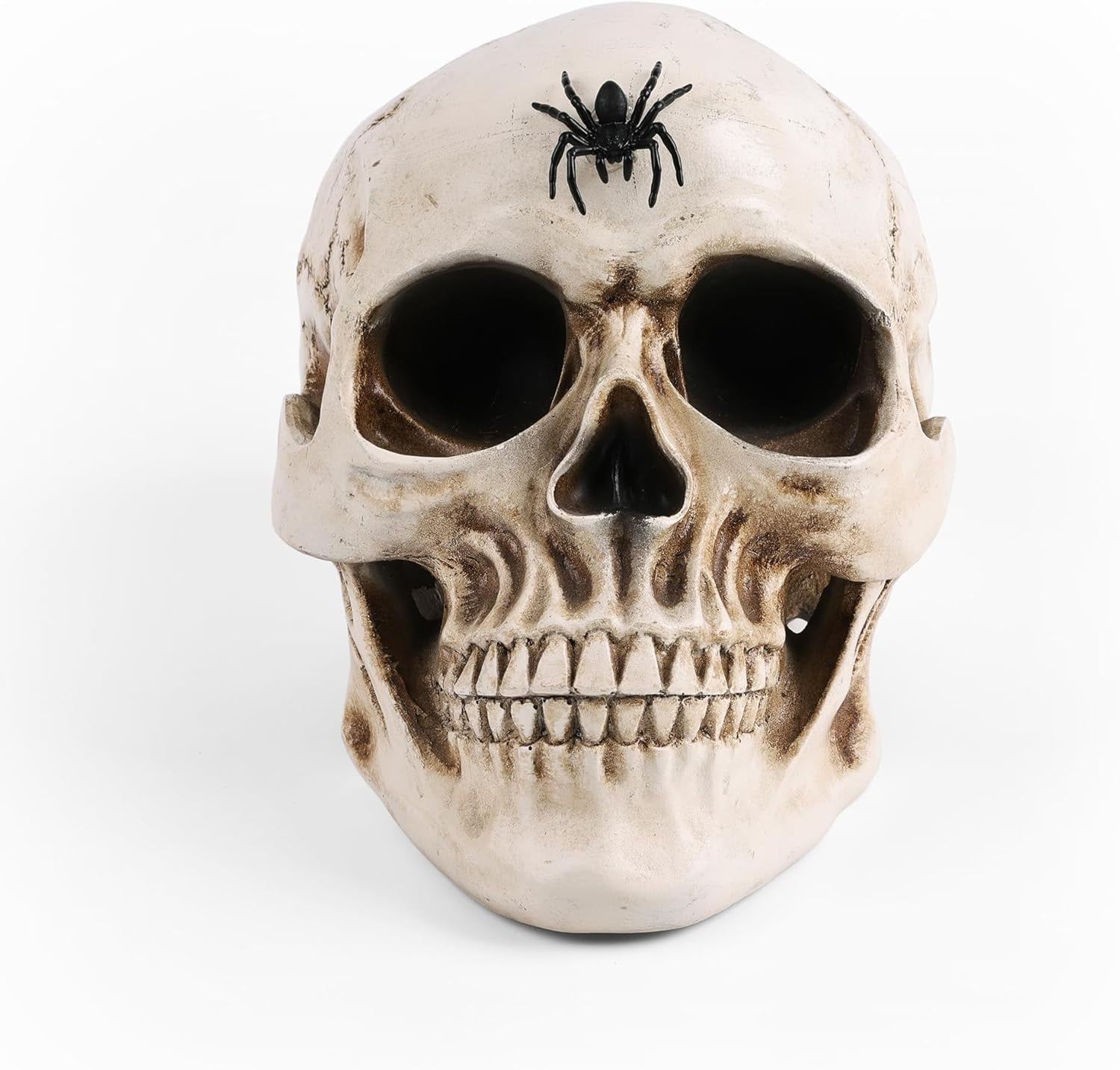 Life Size Human Skull Model - White Resin Replica with Spider Accent, Gothic Halloween & Home ...