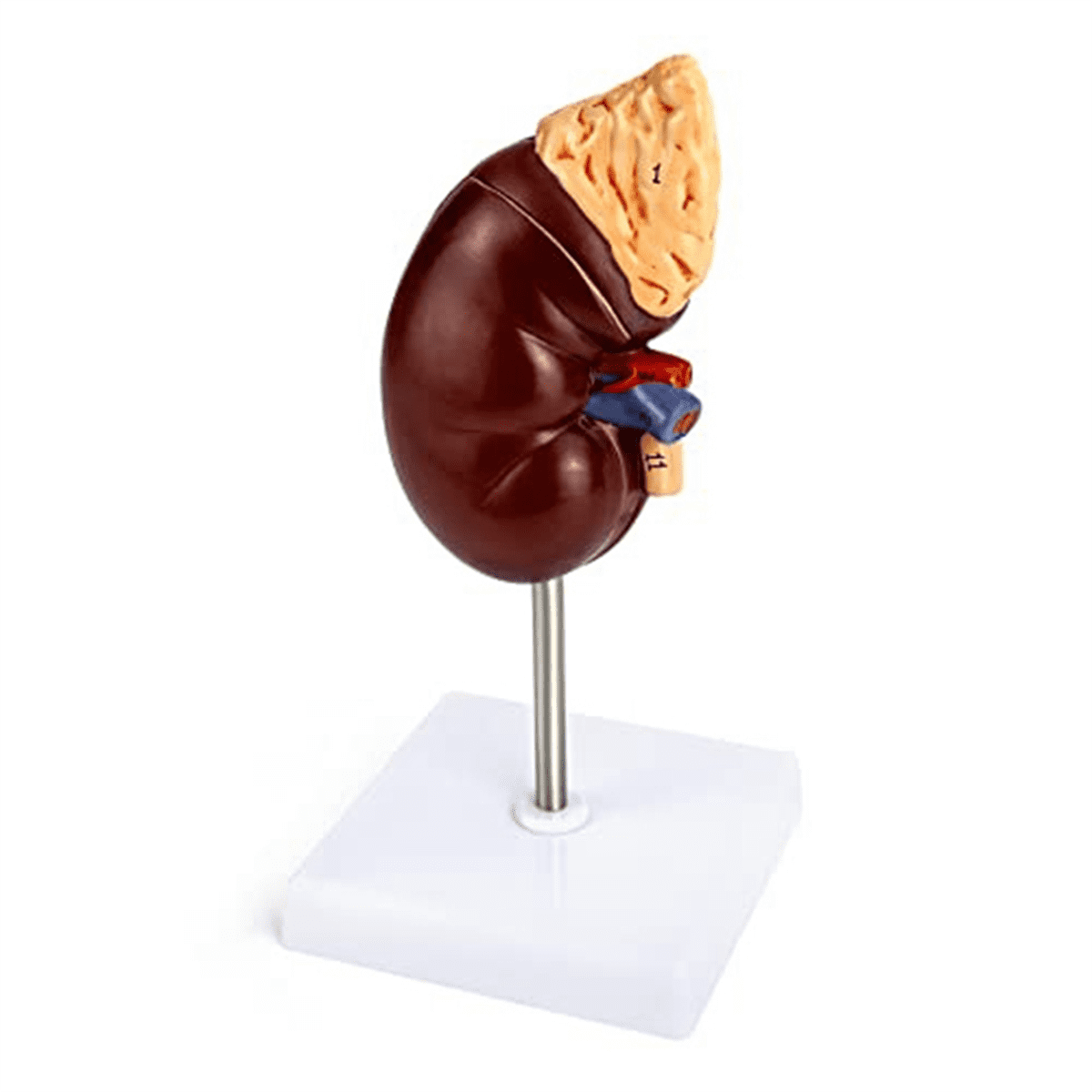 Life-Size Kidney Model, 2 Parts Showing Internal Structure a Kidney ...