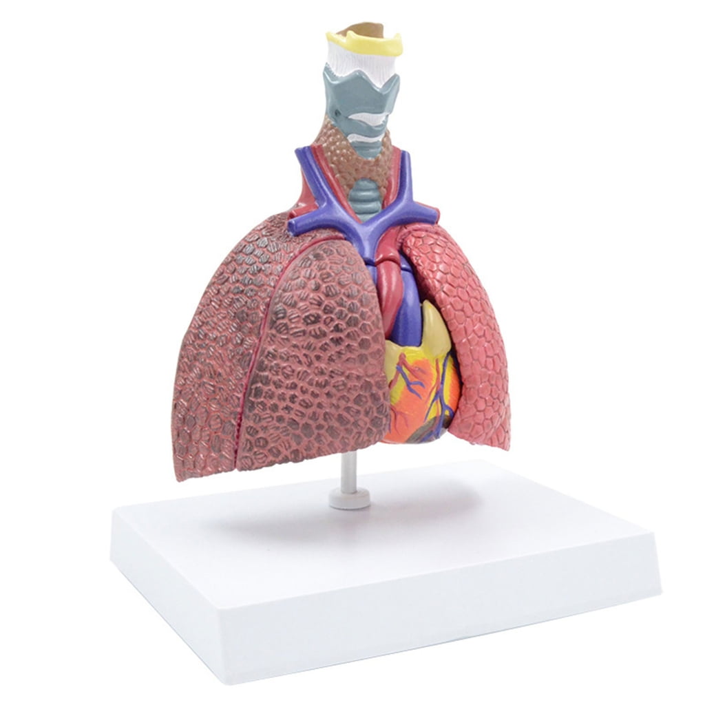 Life Size Lung Anatomy Model, Heart Lung Thyroid Model Anatomy ...