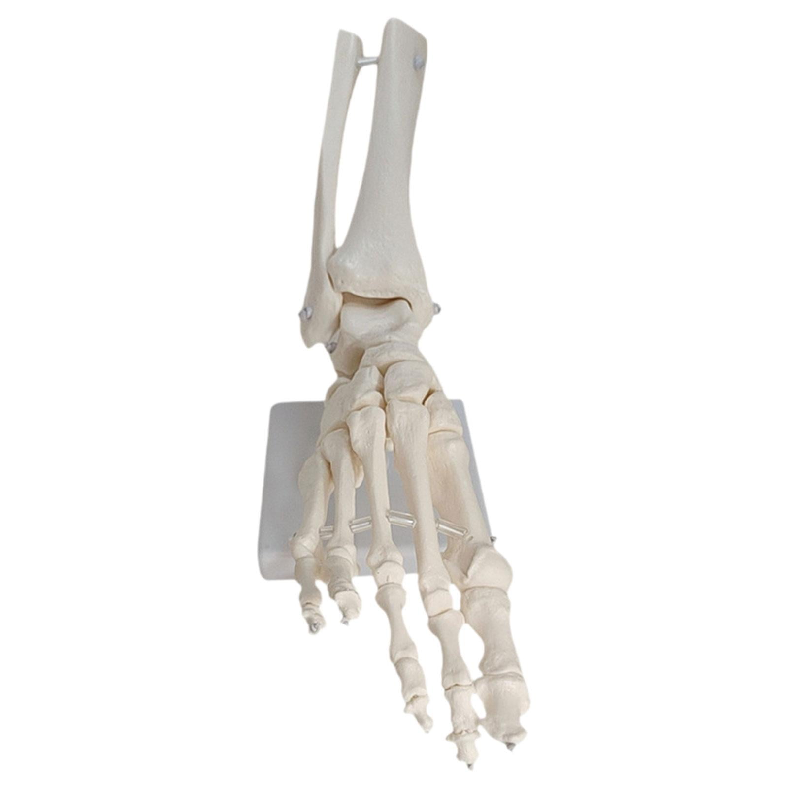 Life Size Movable Foot Skeleton Model Flexible Ankle Joint PVC Teaching ...