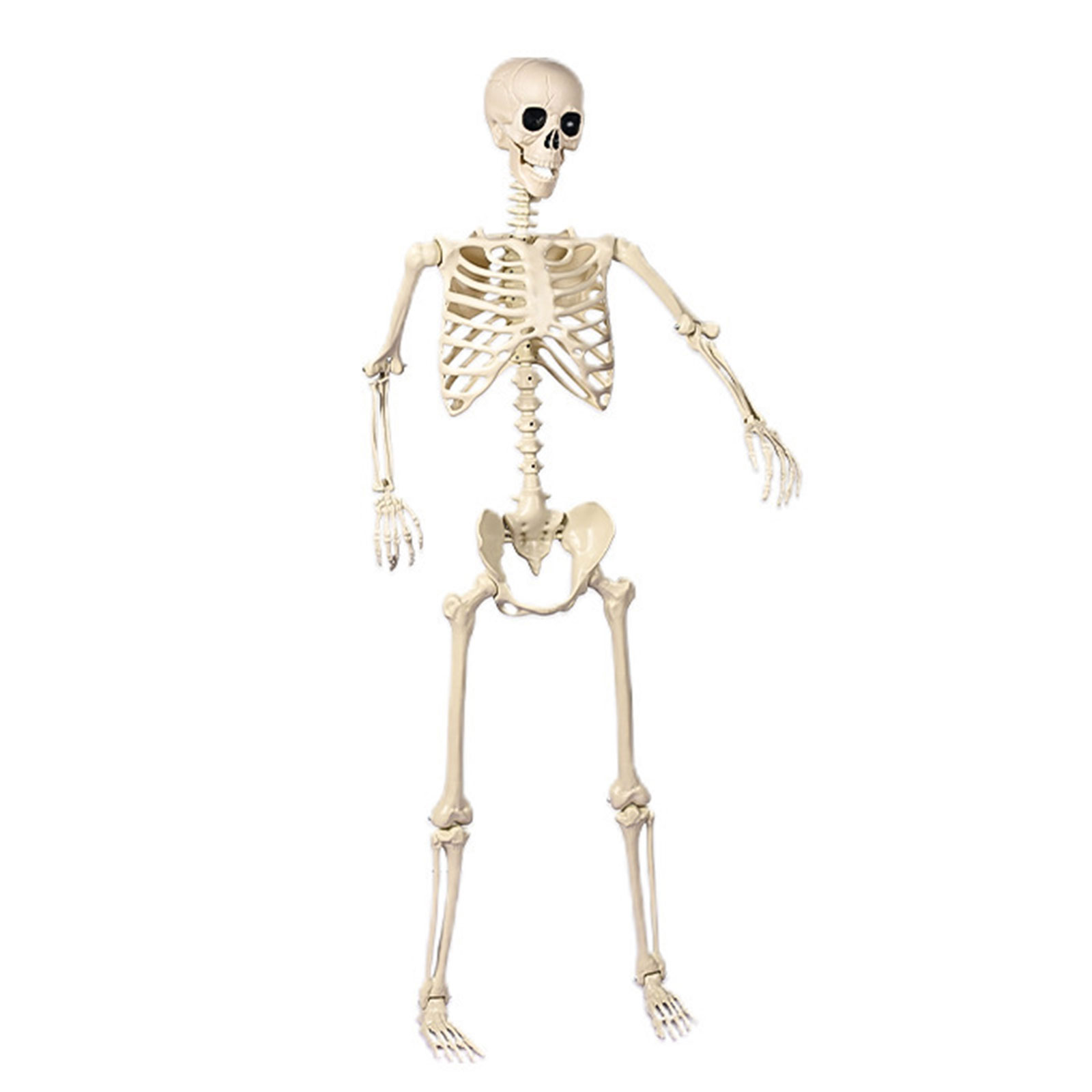 Articulated Halloween Skeleton Decoration, Natural-Looking Posable ...