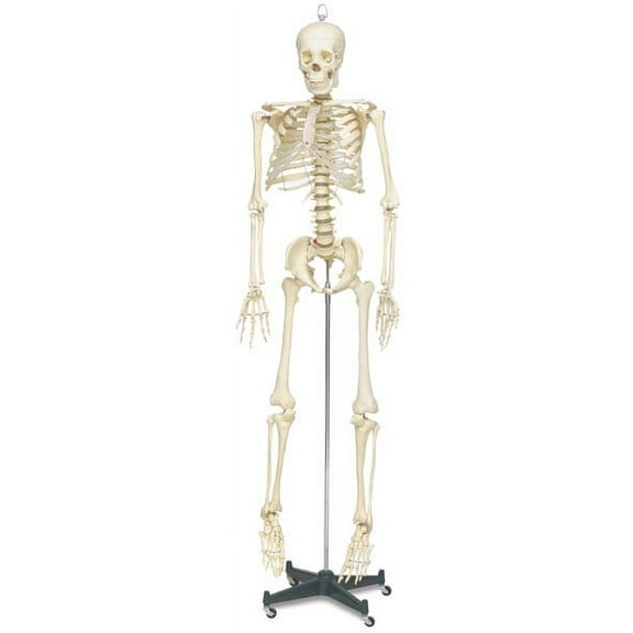 Life Size Human Skeletons