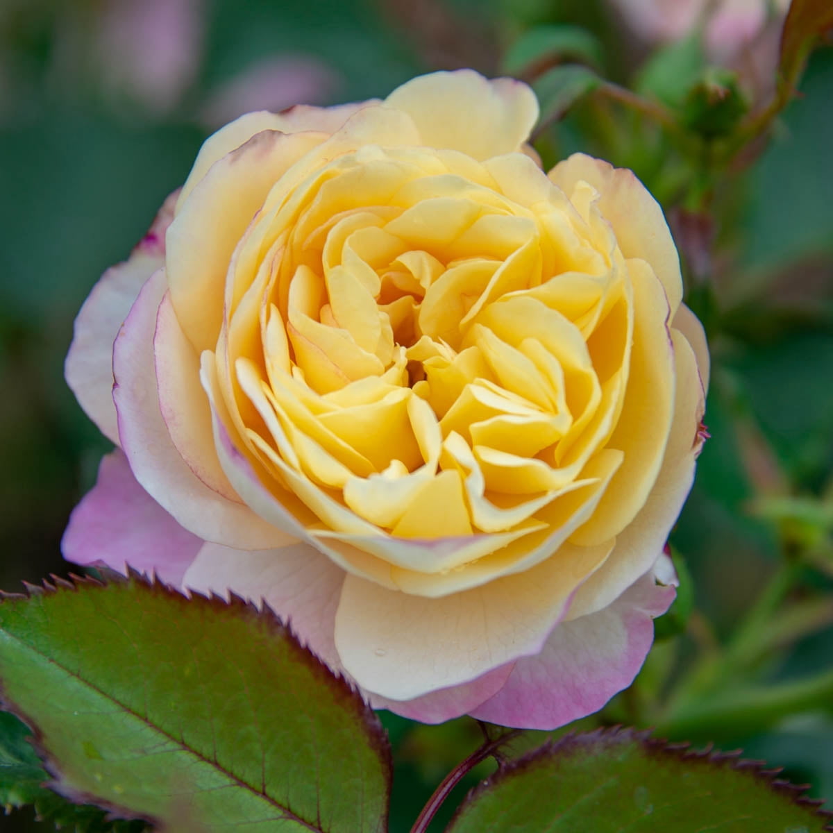 Life of the Party Floribunda Rose, 3 Gallon Potted Potted Flowering ...