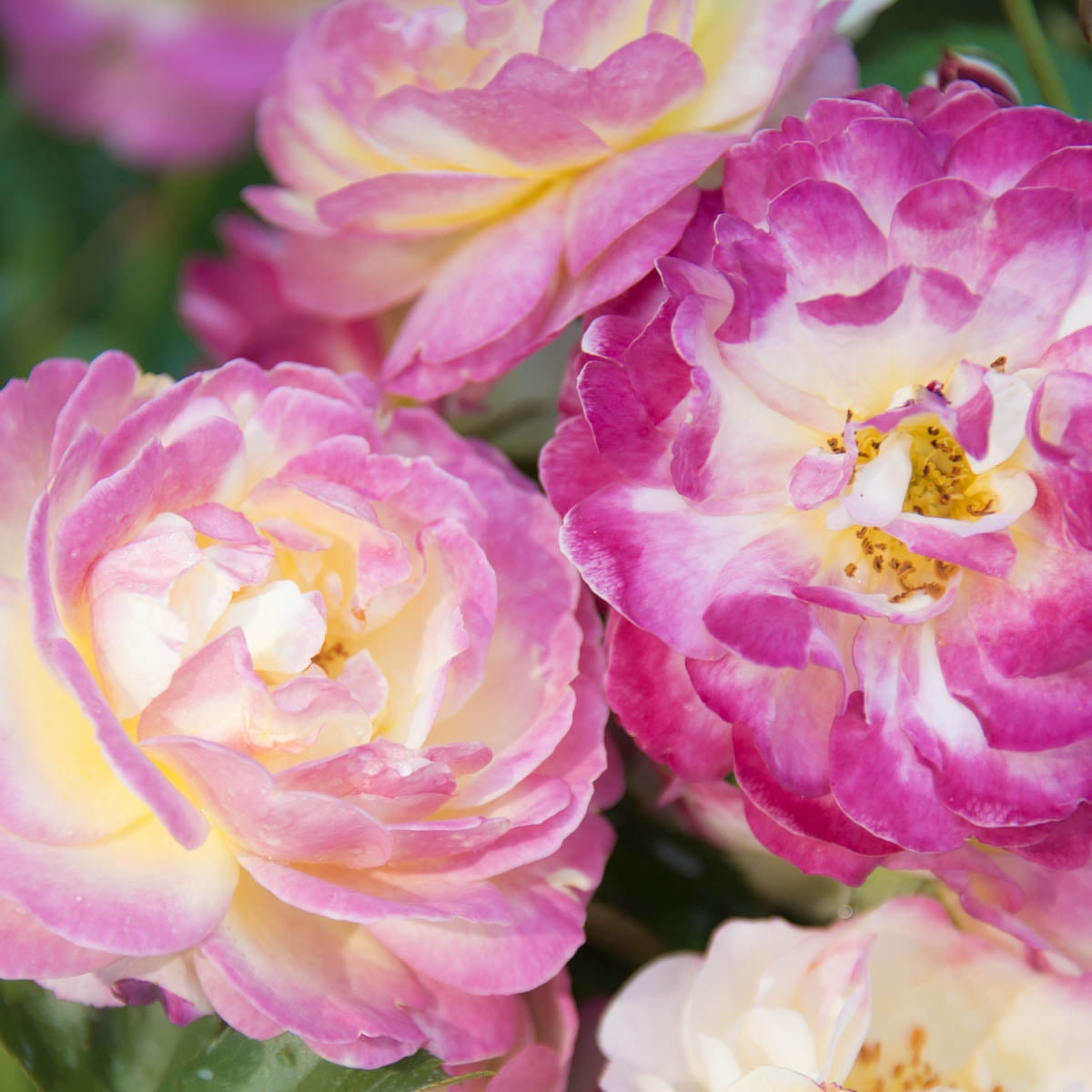 Life of the Party Tree Rose Dormant Bare Root Tree Form Rose (1-Pack ...