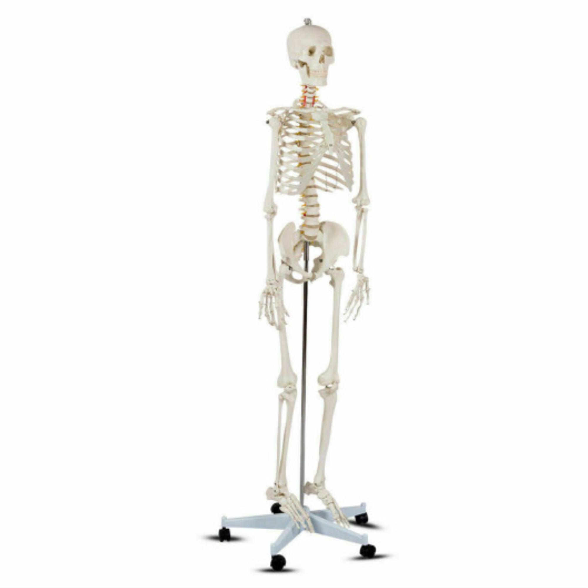 Life-size Human Skeleton Model: Durable, Washable, Movable Parts, Easy ...