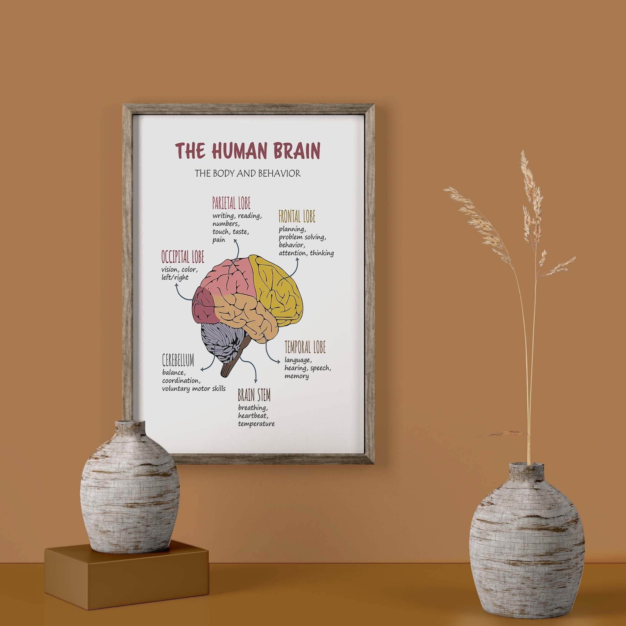 LifePlus The Human Brain Poster, Classroom School Therapist Supplies ...