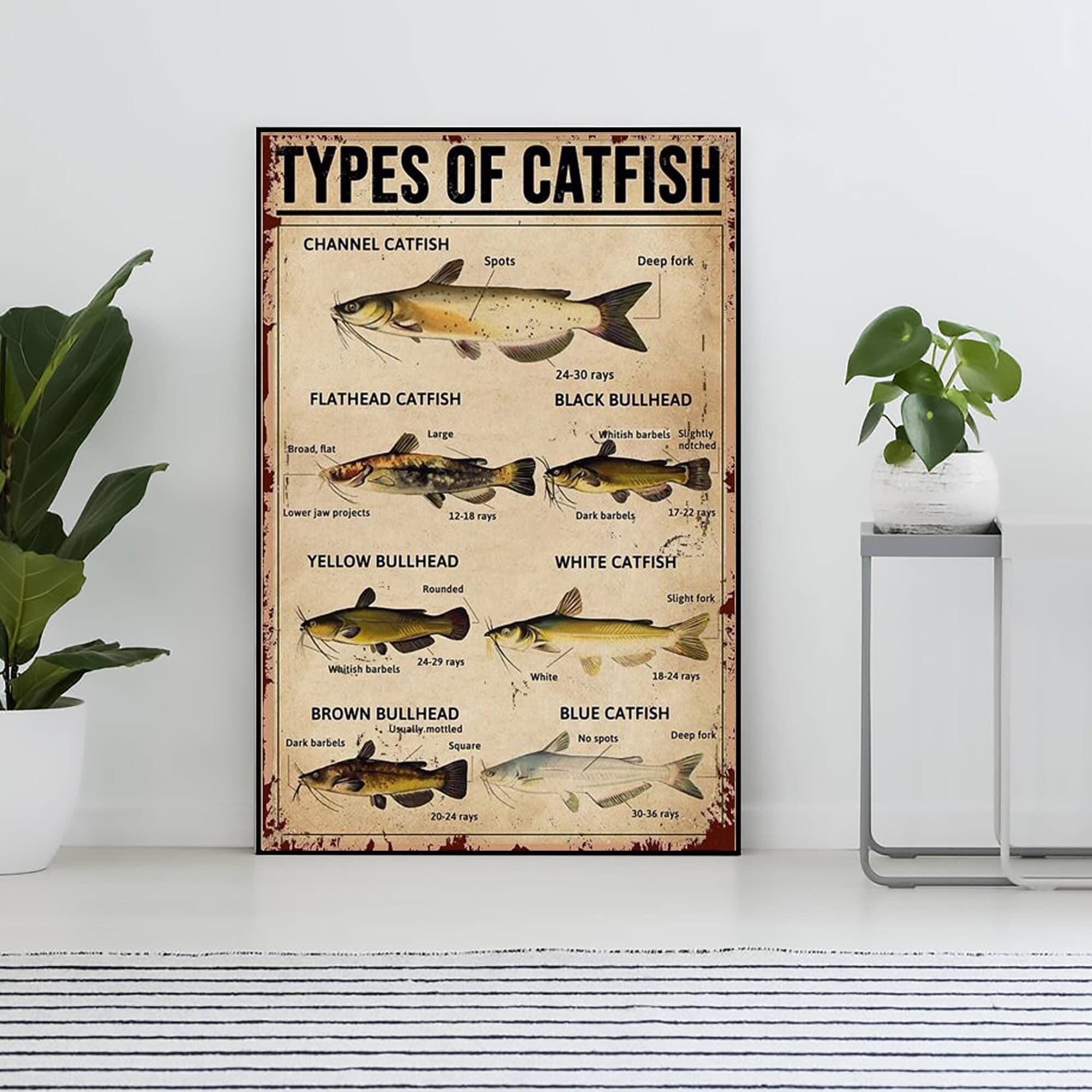LifePlus Unframed Types Of Catfish Poster, Catfish Lover Gift, Catfish ...