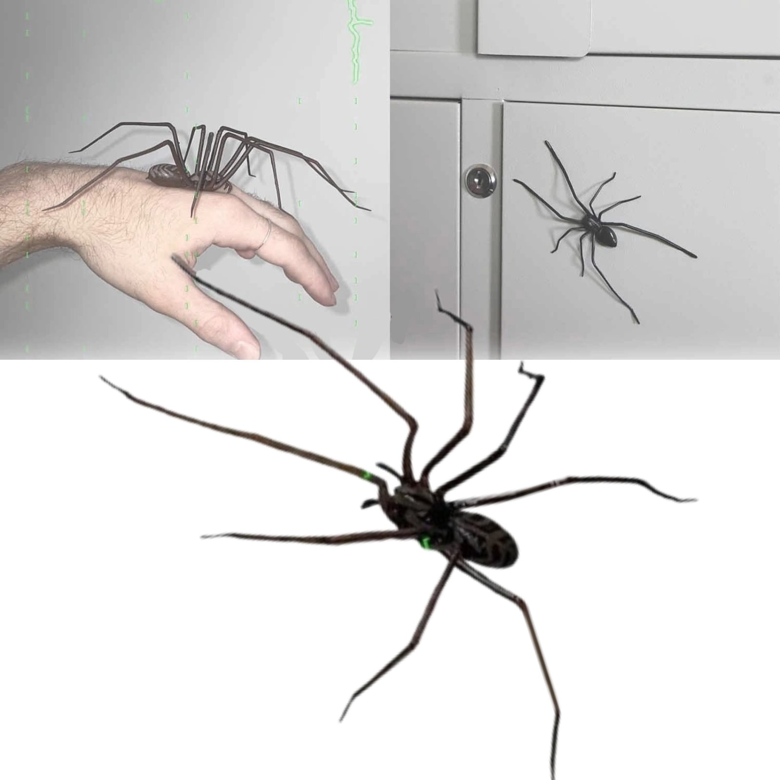 Lifelike 3D Spider Fridge Magnet - Non-Scratch Adhesive for Metal ...