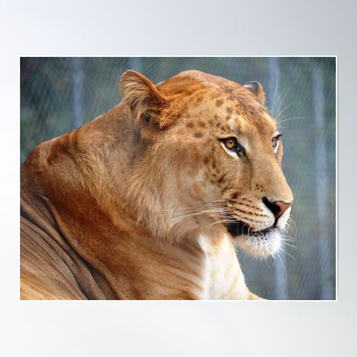Liger Poster Wall Art, Modern Wall Decor For Living Room Bedroom, 16x24 ...