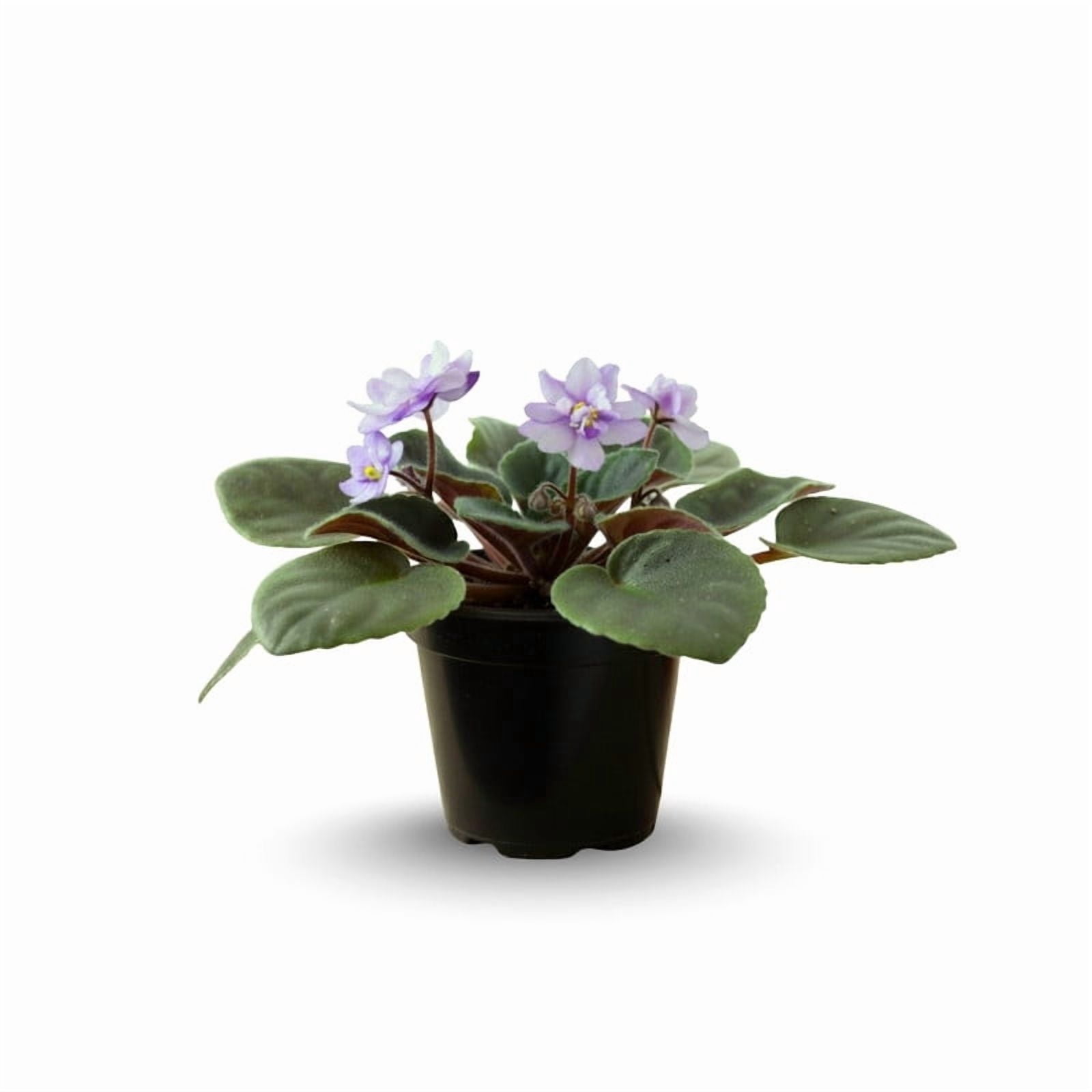 Light Blue African Violets Live Plants 4 Inch, Light Blue Blooming ...