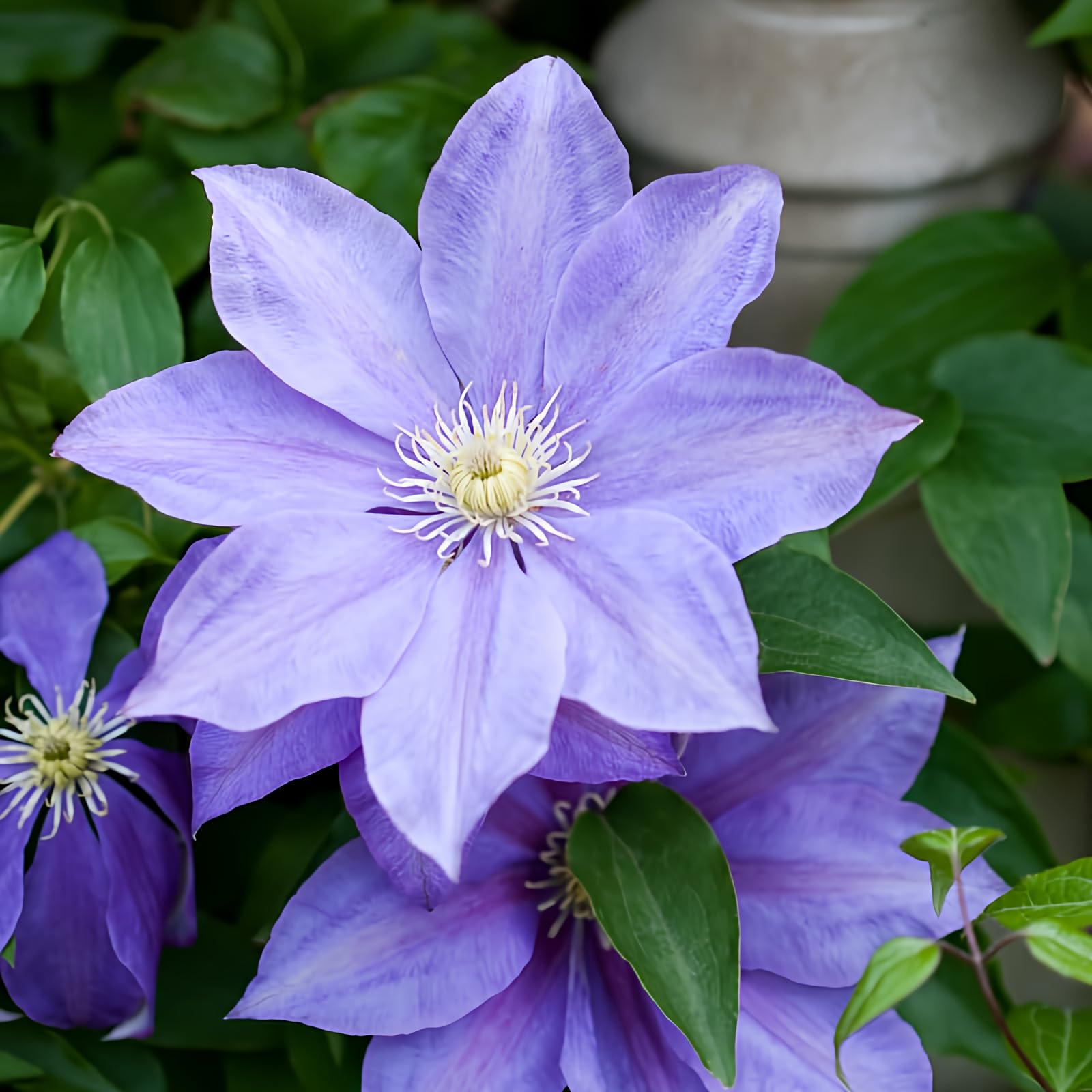 Light Blue ClematisTRDN Vine Live in Pot, Clematis Live for Planting, 2 ...
