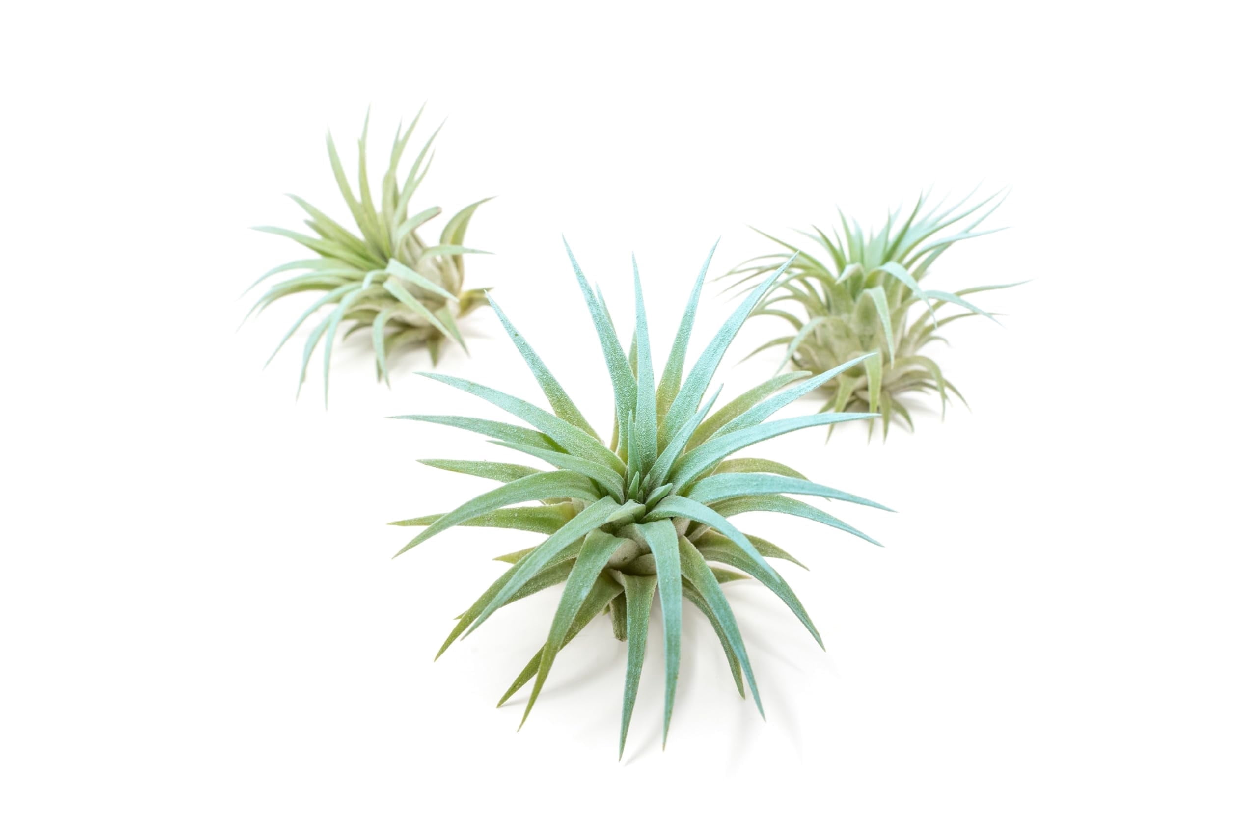 Light Blue Colorful Tillandsia Air Plants -Long Lasting Color Enhanced ...