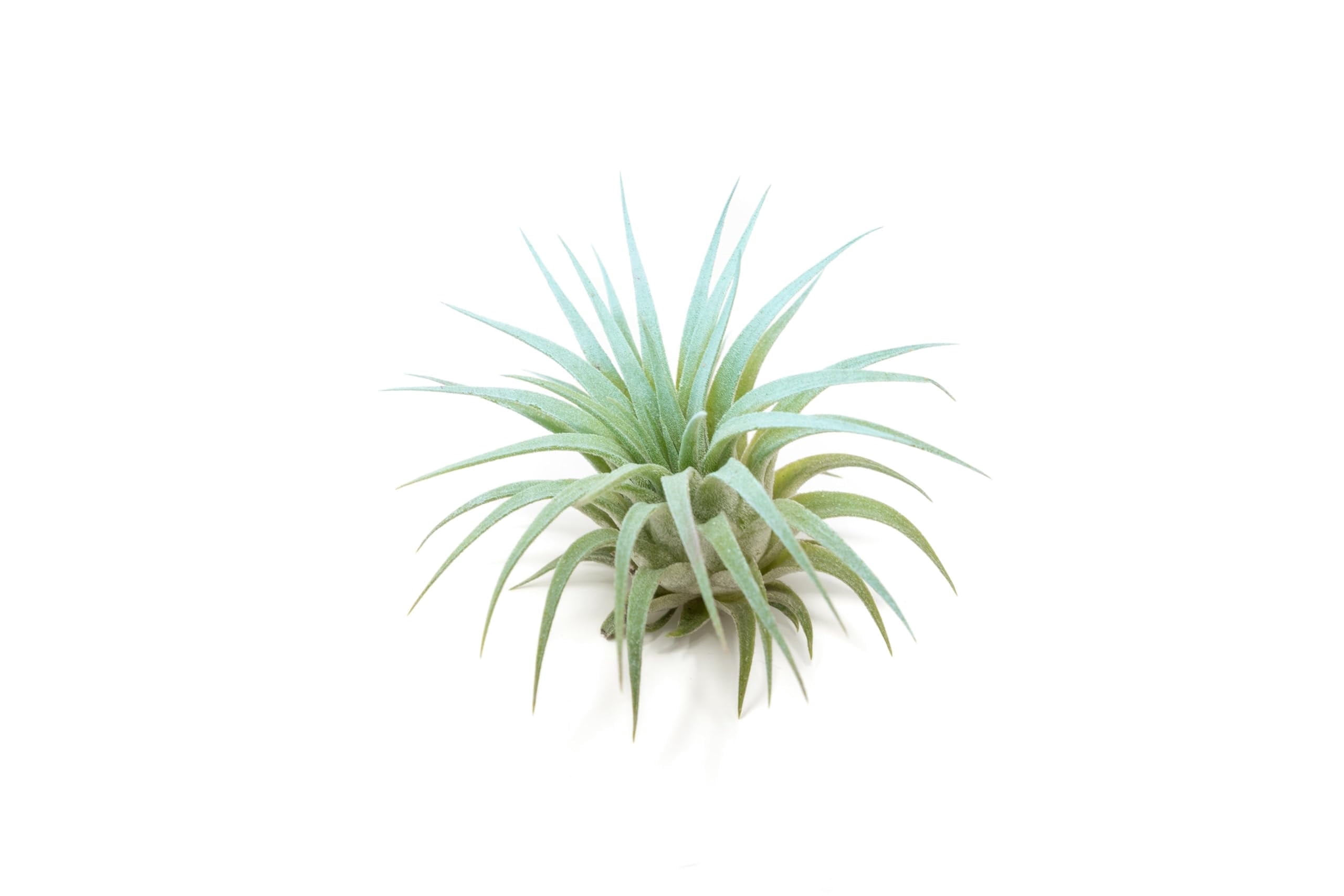 Light Blue Colorful Tillandsia Air Plants -Long Lasting Color Enhanced ...