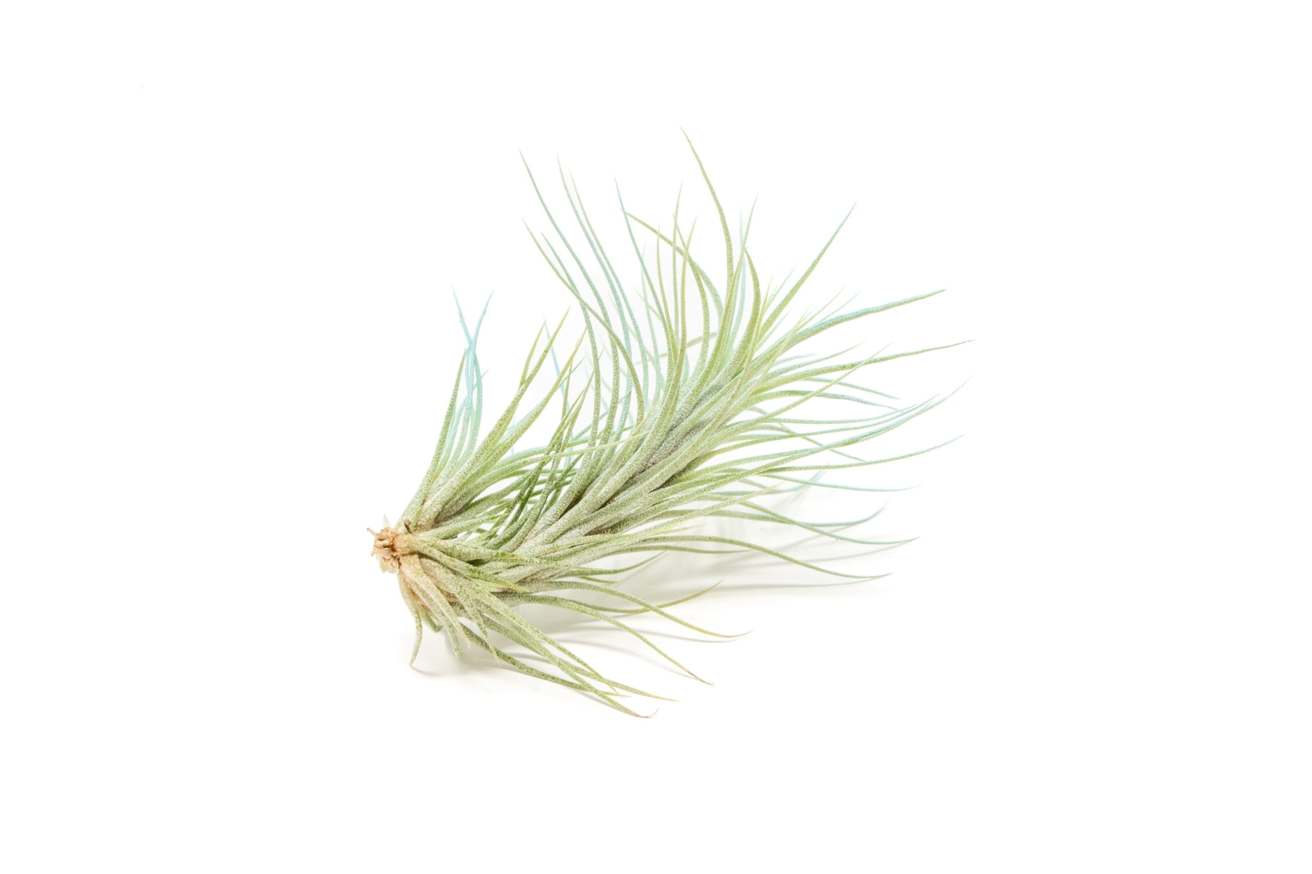 Light Blue Colorful Tillandsia Air Plants -Long Lasting Color Enhanced ...