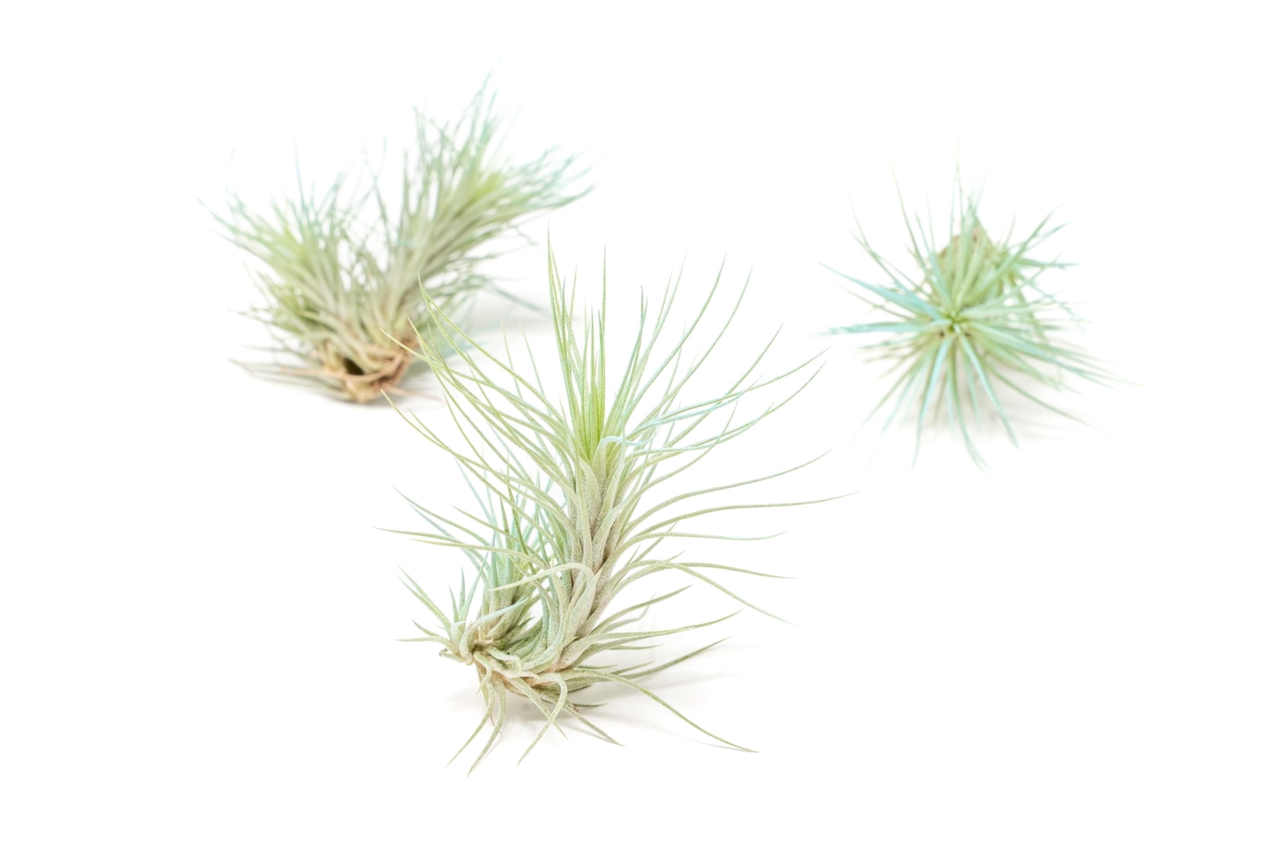 Light Blue Colorful Tillandsia Air Plants -Long Lasting Color Enhanced ...