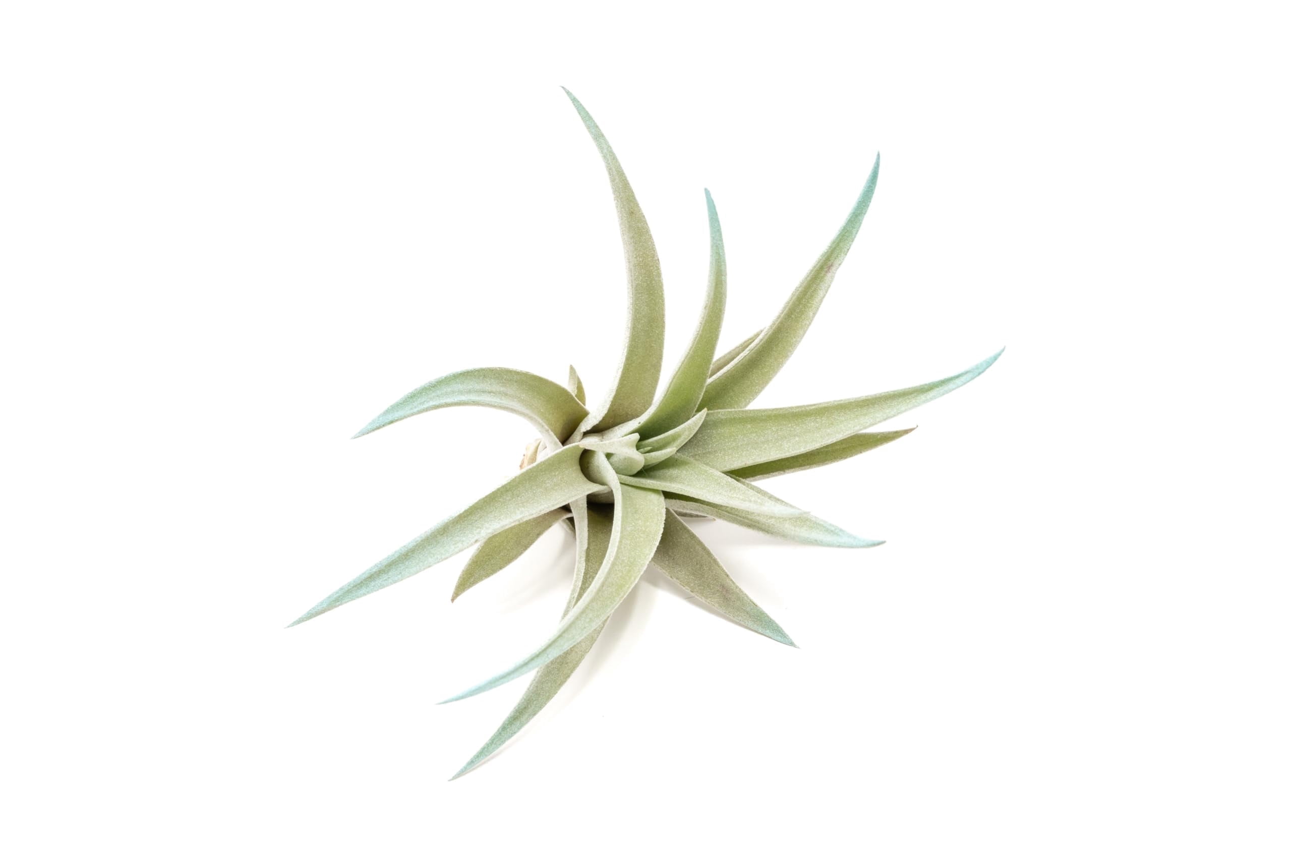 Light Blue Colorful Tillandsia Air Plants -Long Lasting Color Enhanced ...