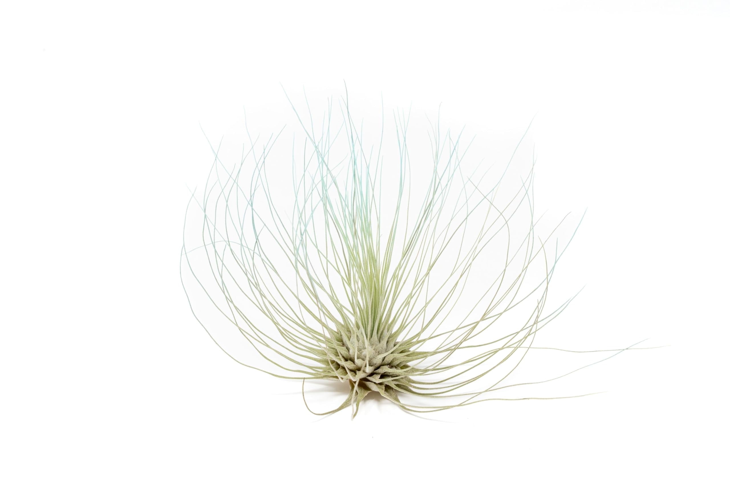 Light Blue Colorful Tillandsia Air Plants -Long Lasting Color Enhanced ...
