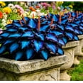 Light Blue Heart Hosta-Bulbs For Planting-Premium Garden Stakes Perfect ...