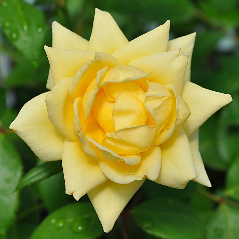 Light Of Day Floribunda Rose by Heirloom Roses - Live Yellow Rose Bush ...