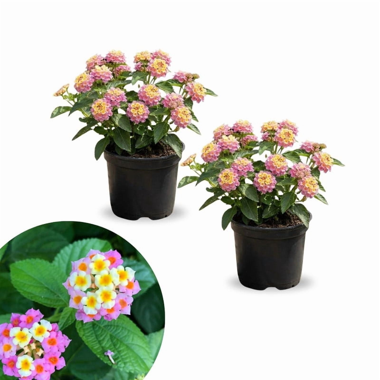 Light Rose Lantana Plant Live, Starter Lantana Plant, Live Tree for ...