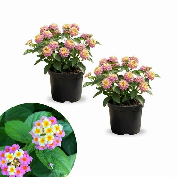 Light Rose Lantana Plant Live, Starter Lantana Plant, Live Tree for ...