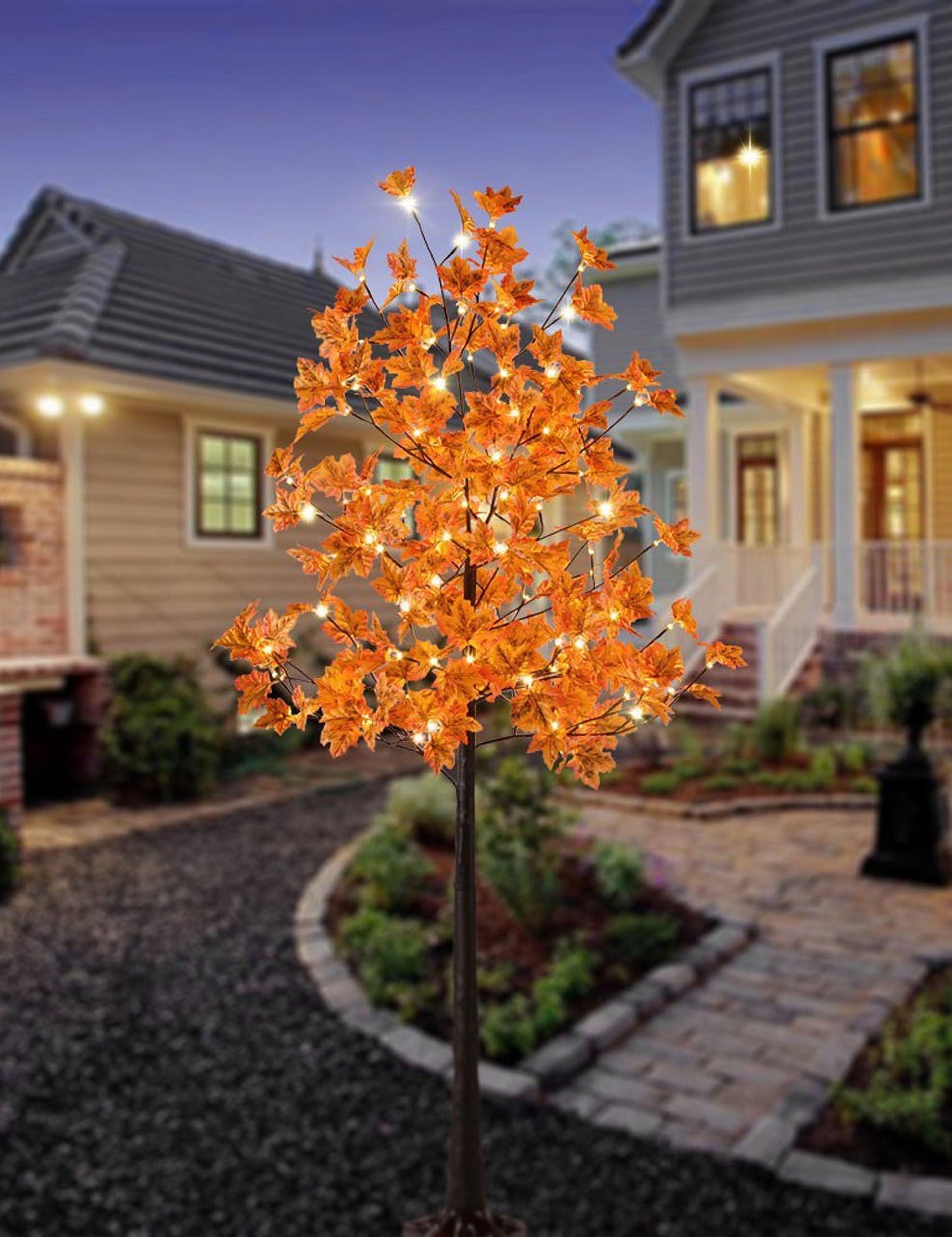 Flame Maple Tree