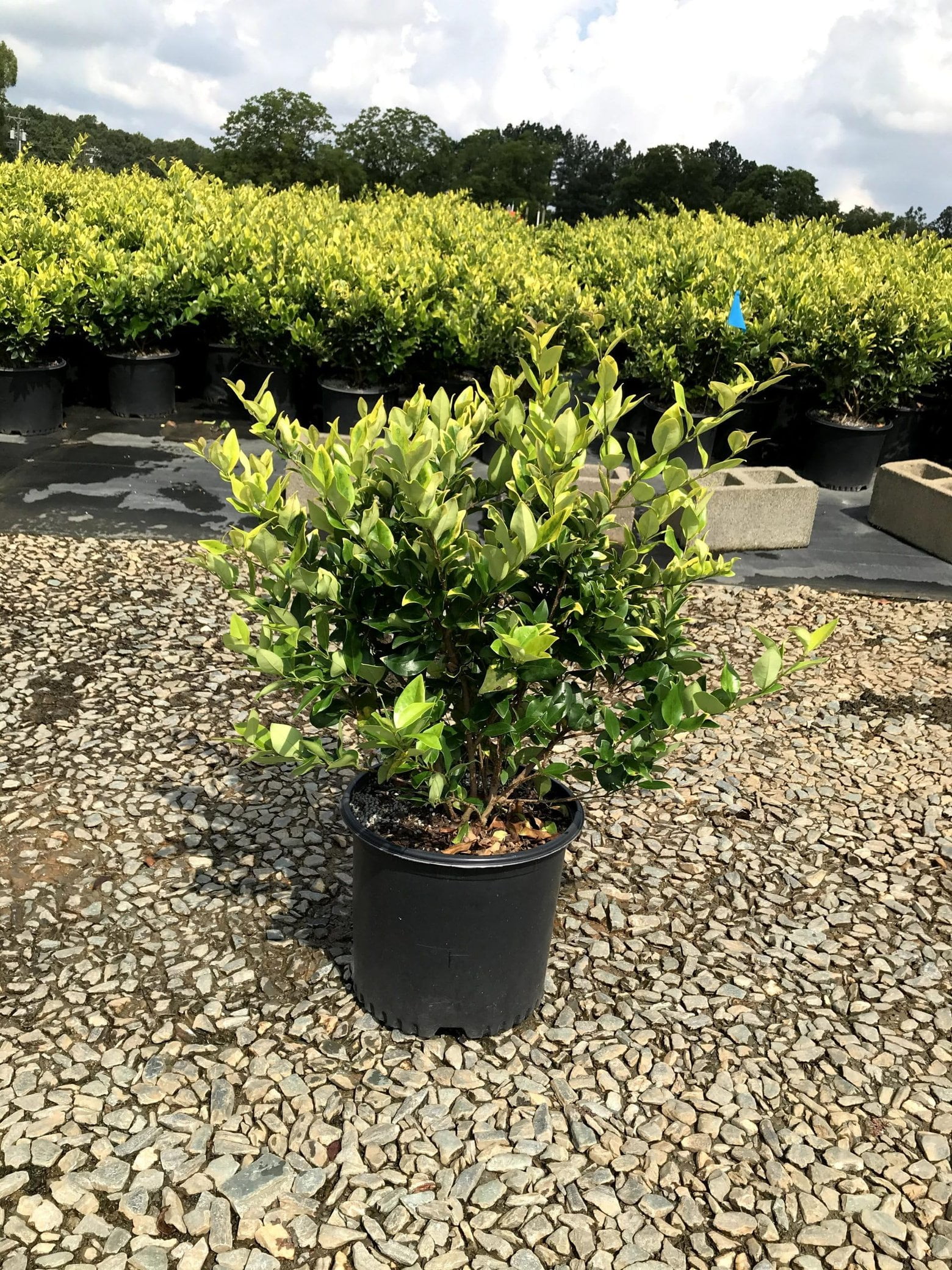 Ligustrum Howardi 2 Large 3 Gallon Size Plants Ligustrum Lucidum ...